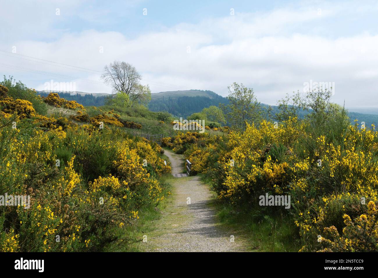 Heading east through the gorse bushes on the Rob Roy Way Callander by ...