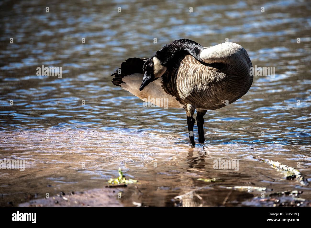 Canada goose preening feathers standing hi-res stock photography and ...