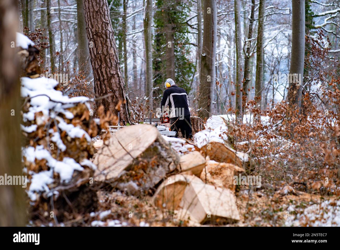 A view of a man cutting wood in the forest during the winter Stock ...