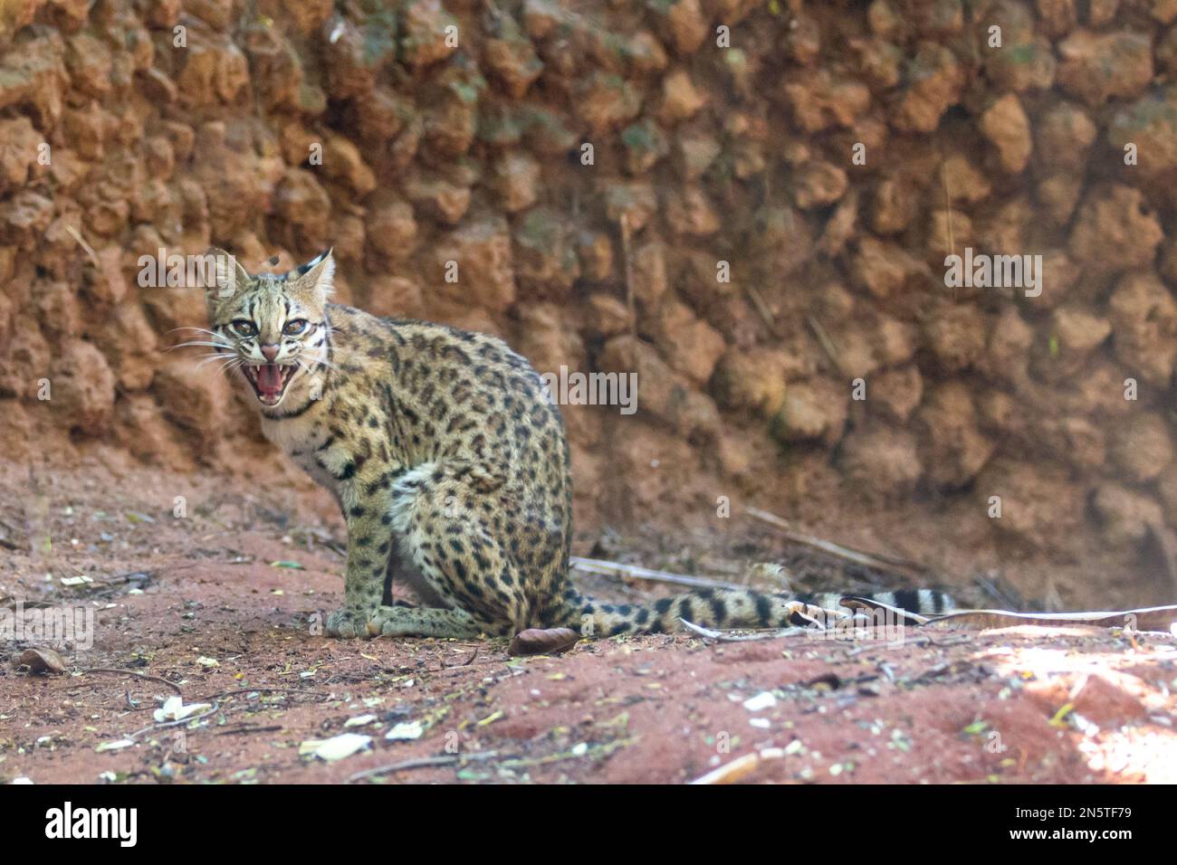 Small rare wild cat known as "jaguatirica"(Leopardus pardalis) isolated in selective focus ...