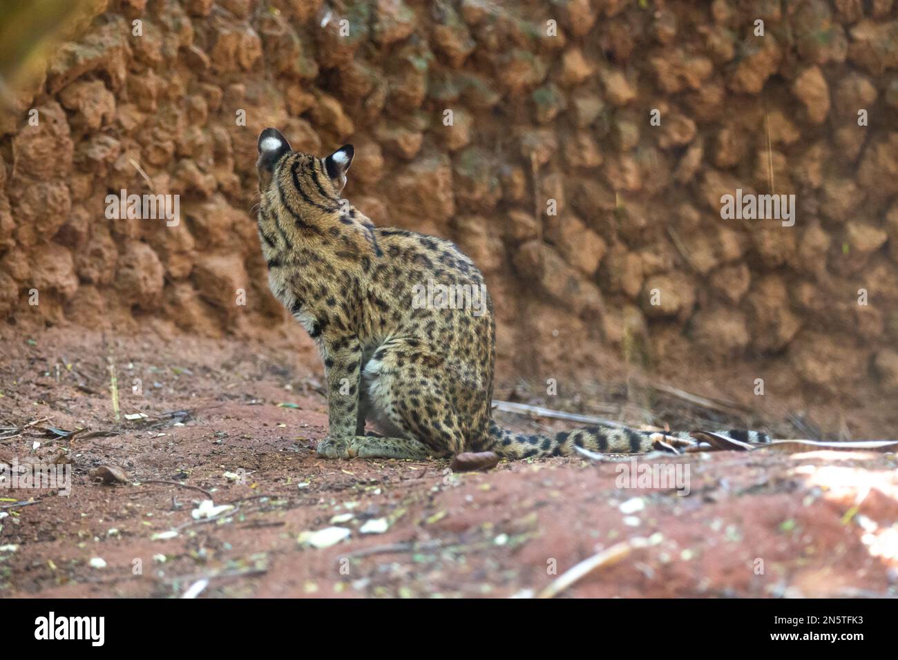 Small rare wild cat known as "jaguatirica"(Leopardus pardalis) isolated ...