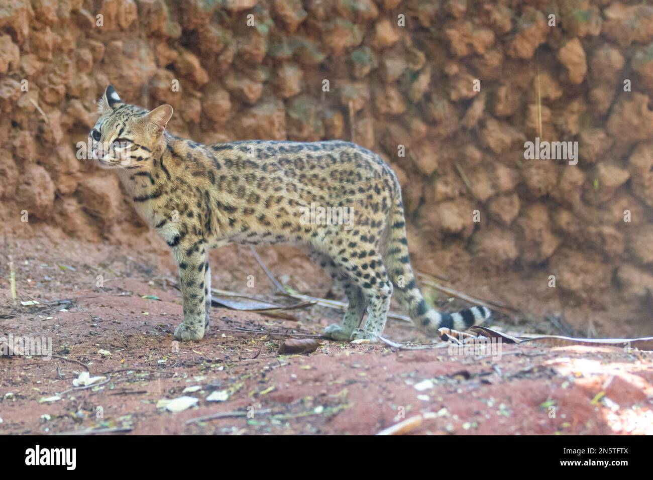Small rare wild cat known as "jaguatirica"(Leopardus pardalis) isolated ...