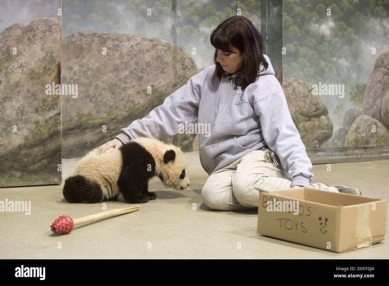 Bao Bao, the four and a half month old giant panda cub, trains with ...