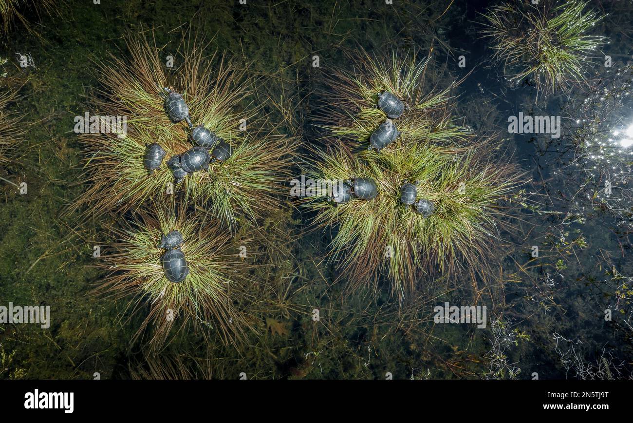 Aerial view of eastern painted turtles basking - Massachusetts marsh ...