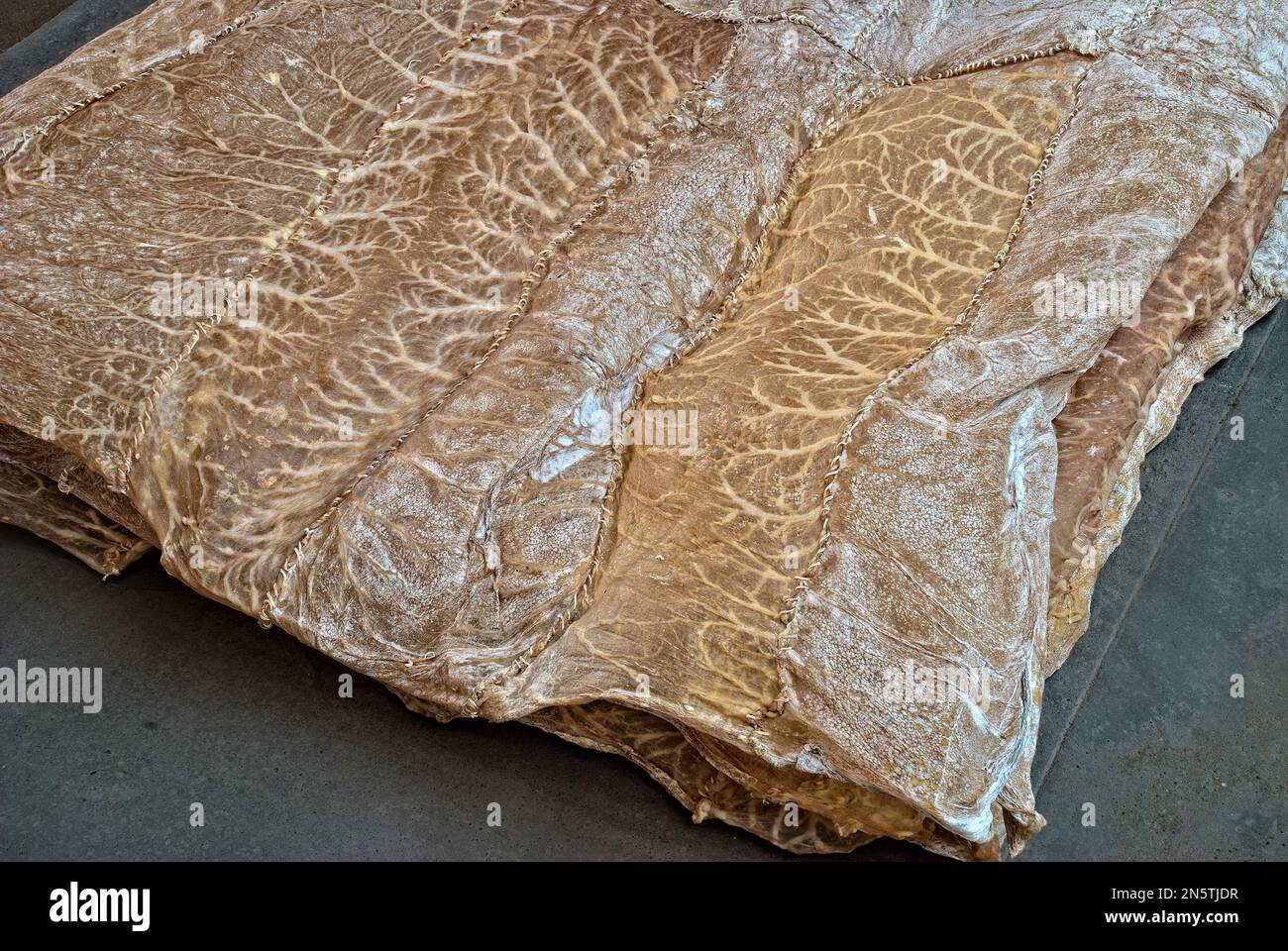 Inside of a cows stomach has a rich texture hi-res stock photography ...