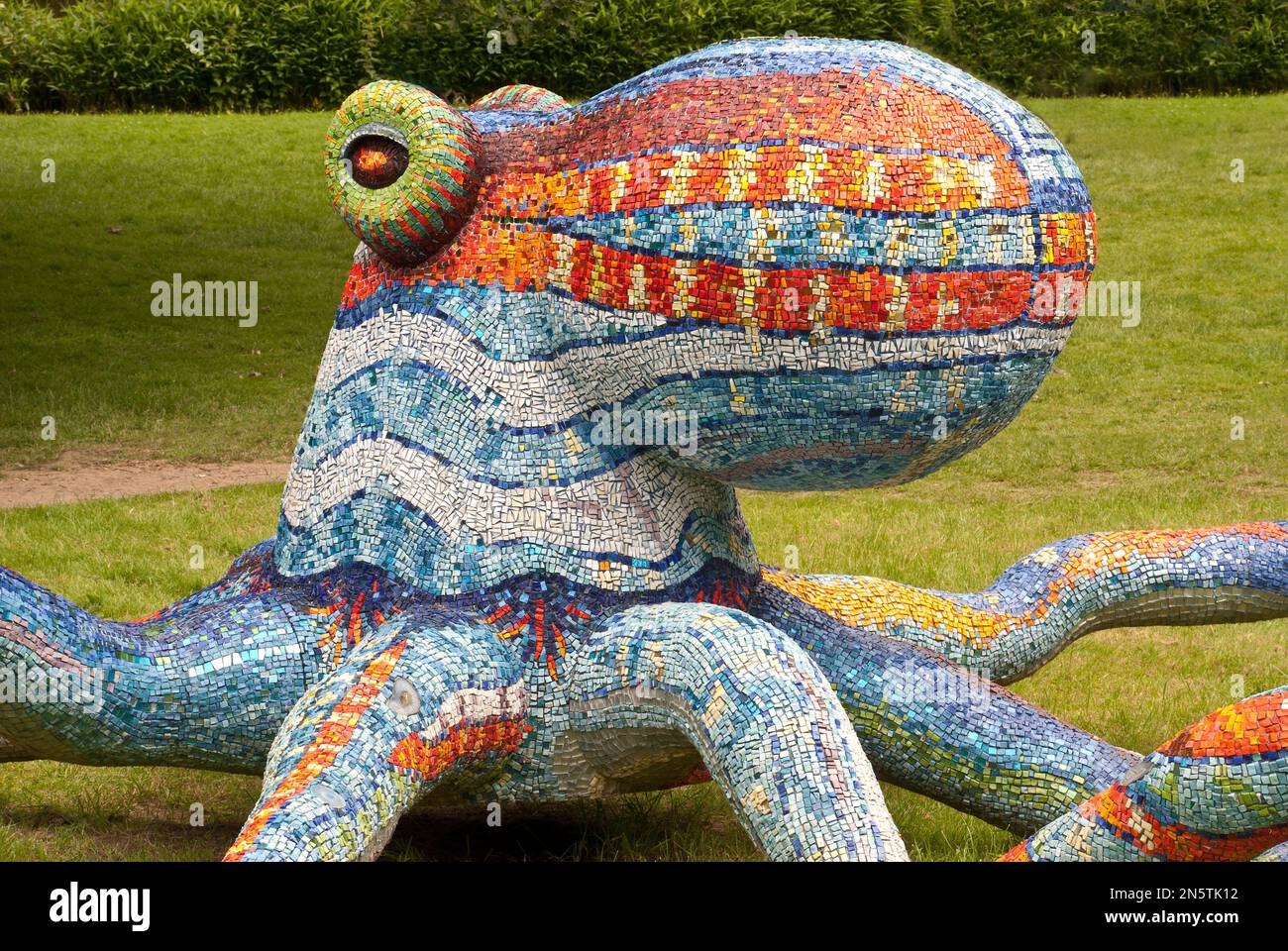 Octopus is larger than real life hi-res stock photography and images ...