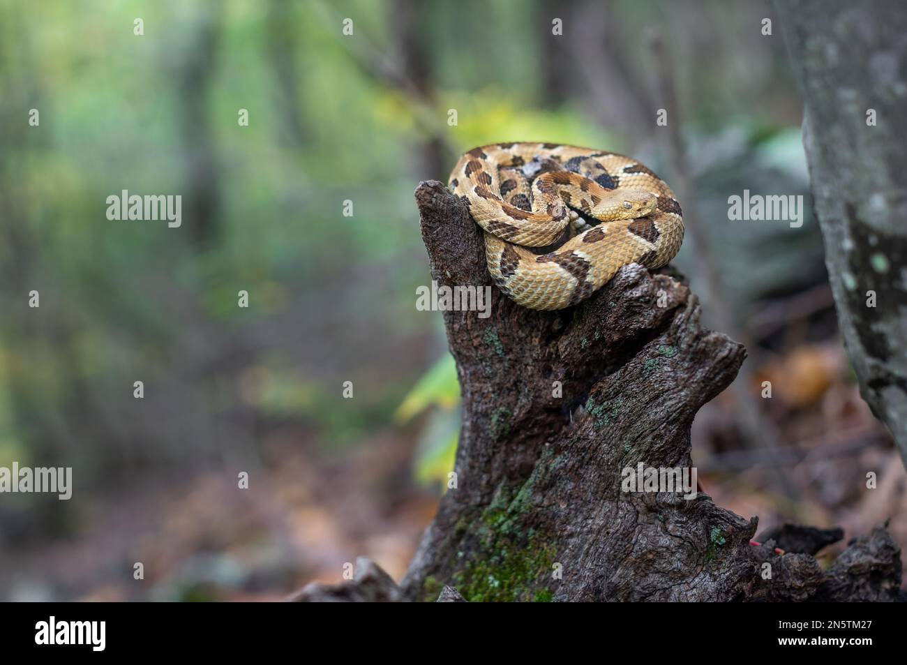 New York timber rattlesnake on stump Stock Photo - Alamy
