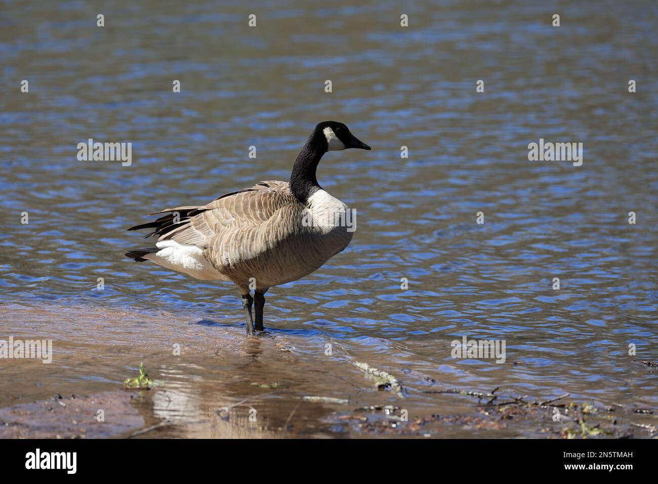 Beautiful Canada goose with its graceful neck standing on the bank of ...
