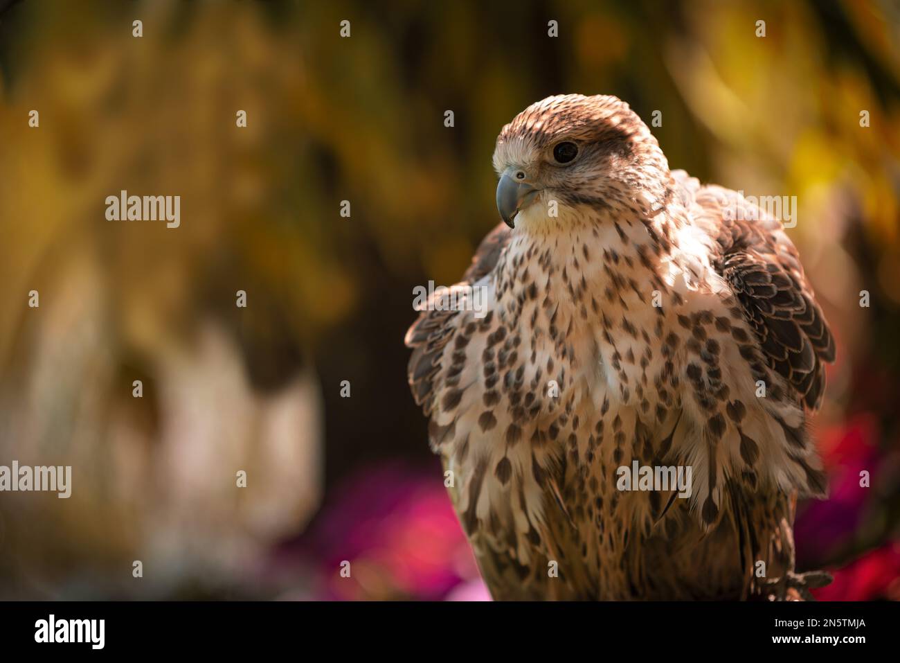 A brown falcon perched atop a grassy field, its wings spread wide and ...