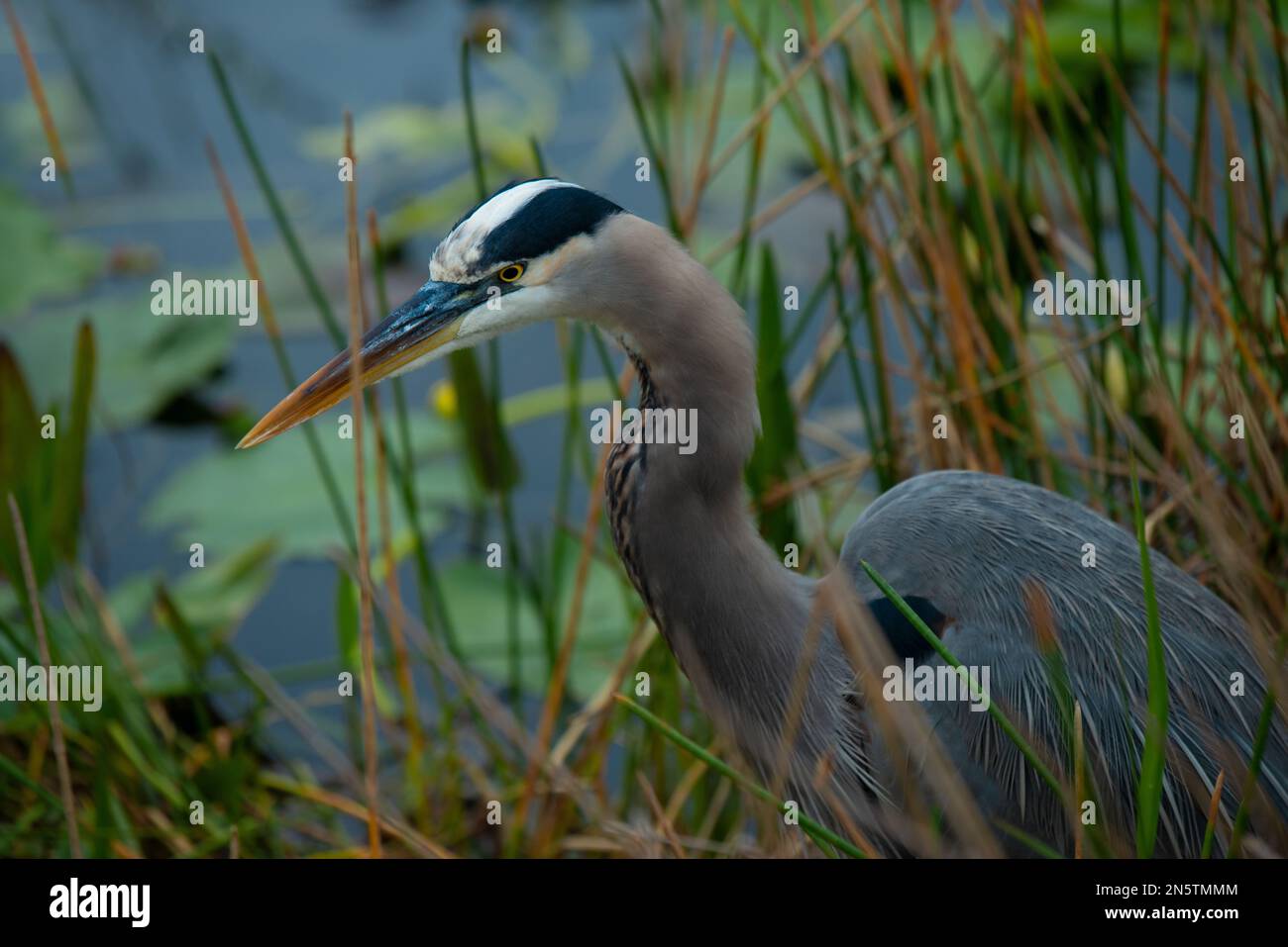 A striking bird standing in the lakeside with green grass Stock Photo ...
