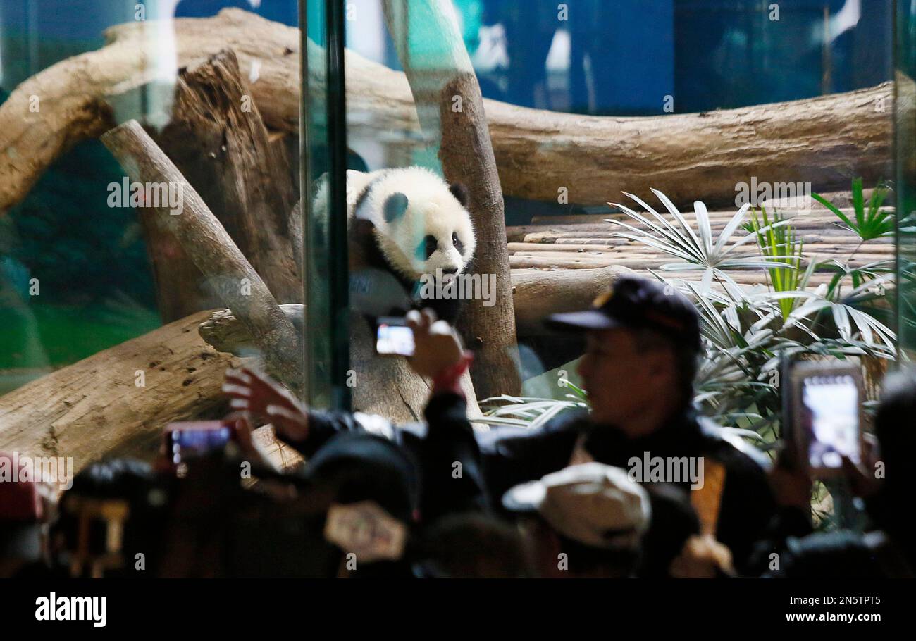 Security guards hold back crowds viewing Taiwan's six-month-old panda ...