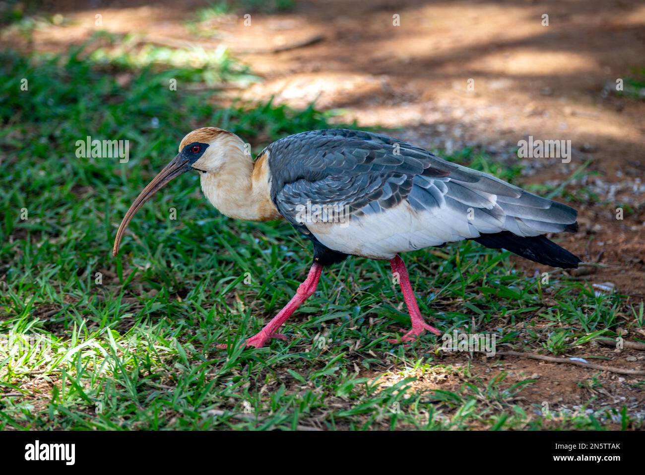 Brazilian bird known as "curicaca" (Theristicus caudatus Stock Photo ...