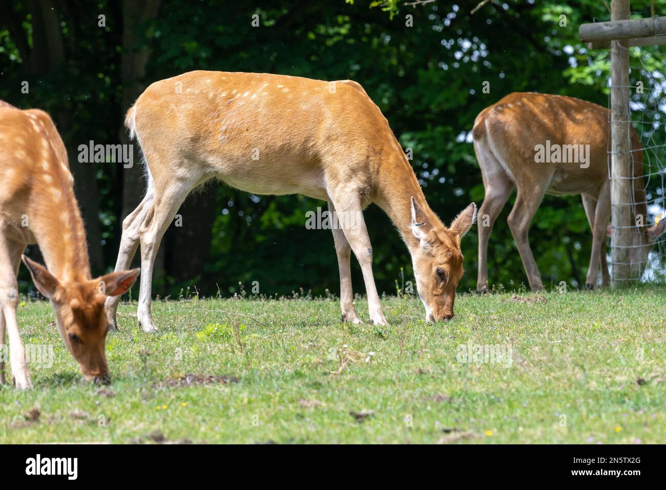 Barasingha grassland hi-res stock photography and images - Alamy