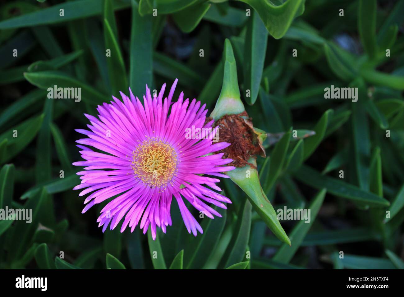 Croatia flower hi-res stock photography and images - Alamy