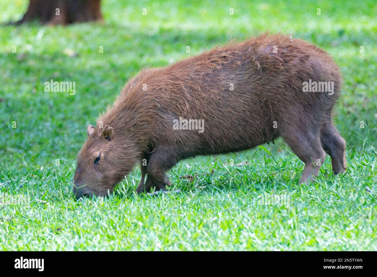 South American capybara grazing freely. selective focus Stock Photo - Alamy