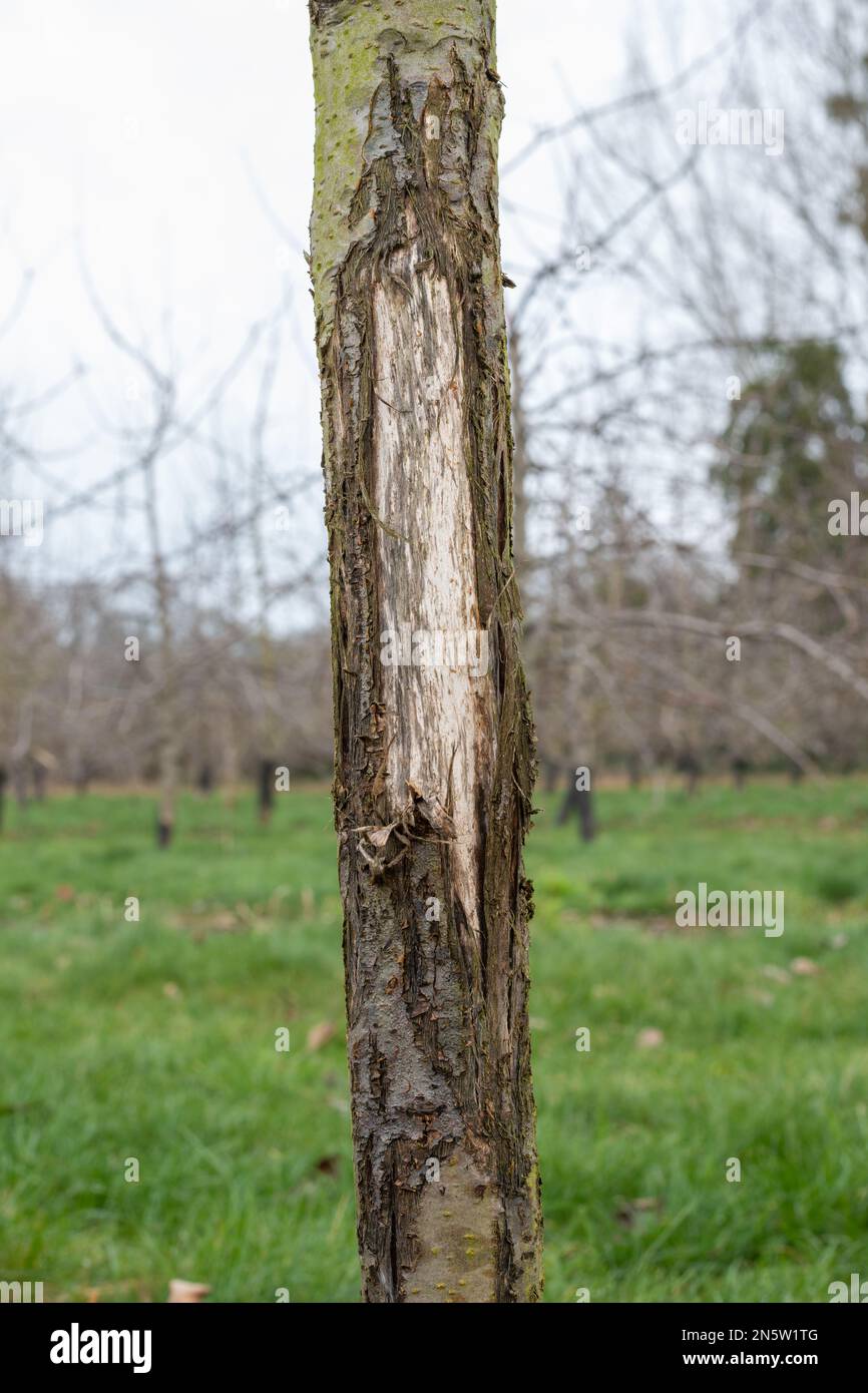 Close up of an apple tree trunk that has been chewed by a deer Stock ...