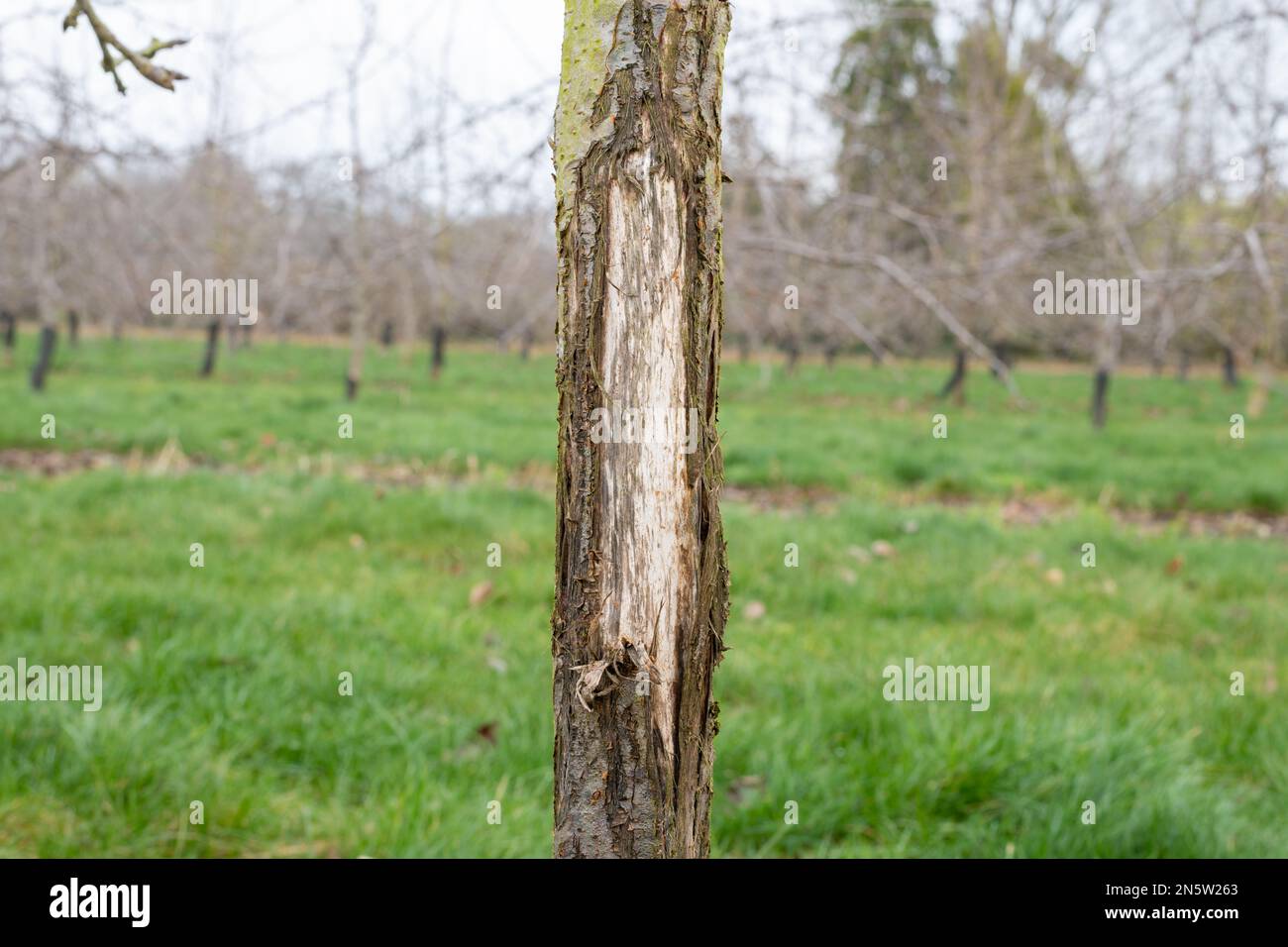Stunted apple tree hi-res stock photography and images - Alamy