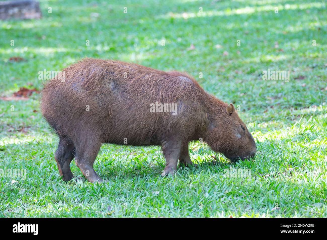 South American capybara grazing freely. selective focus Stock Photo - Alamy