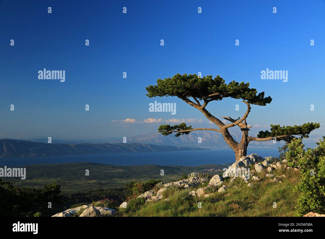 Pine peak island hi-res stock photography and images - Alamy