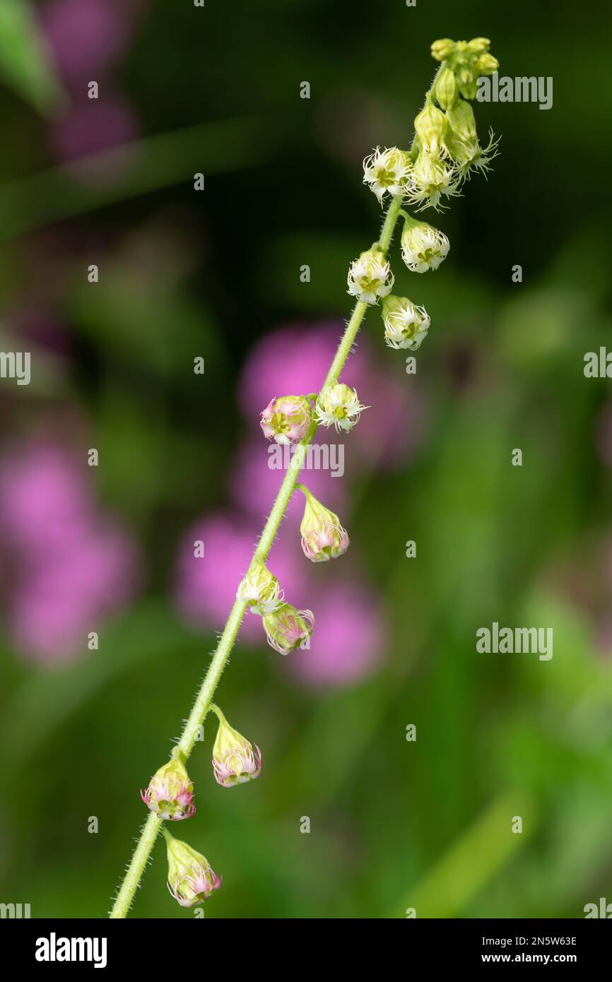 Close up of bigflower tellima (tellima grandiflora) flowers in bloom ...