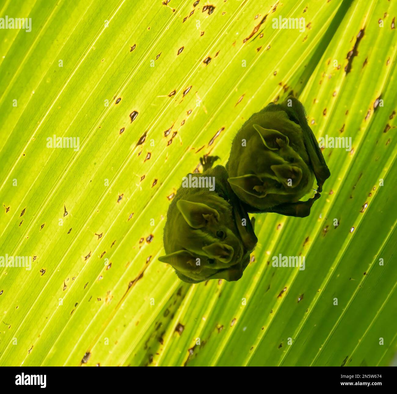 two long-nosed bats rest under a large leaf in the rainforest in ...