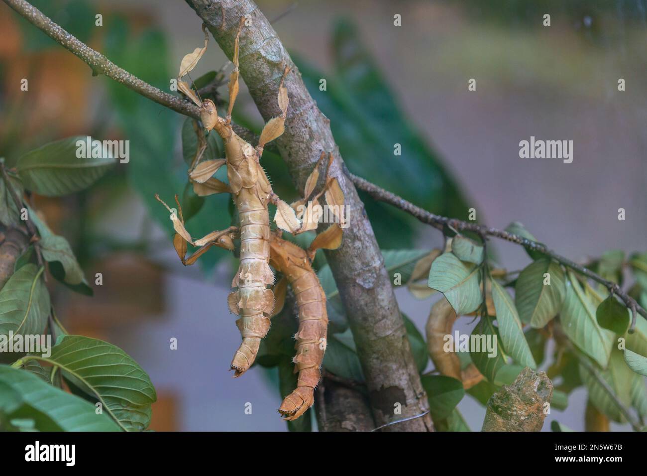 Australian stick insect (Extatosoma tiaratum), in selective focus Stock ...
