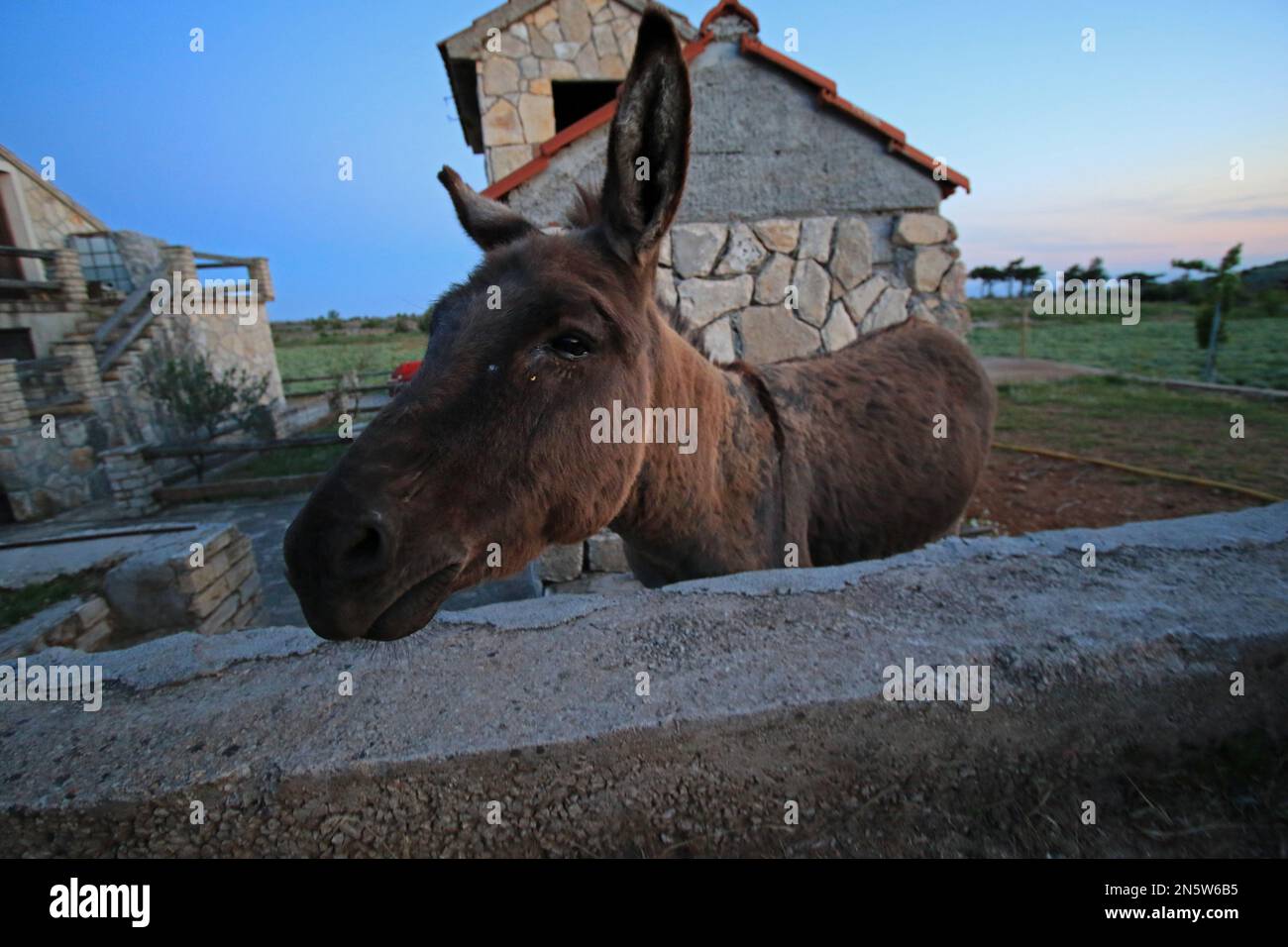 Farm donkey hi-res stock photography and images - Alamy