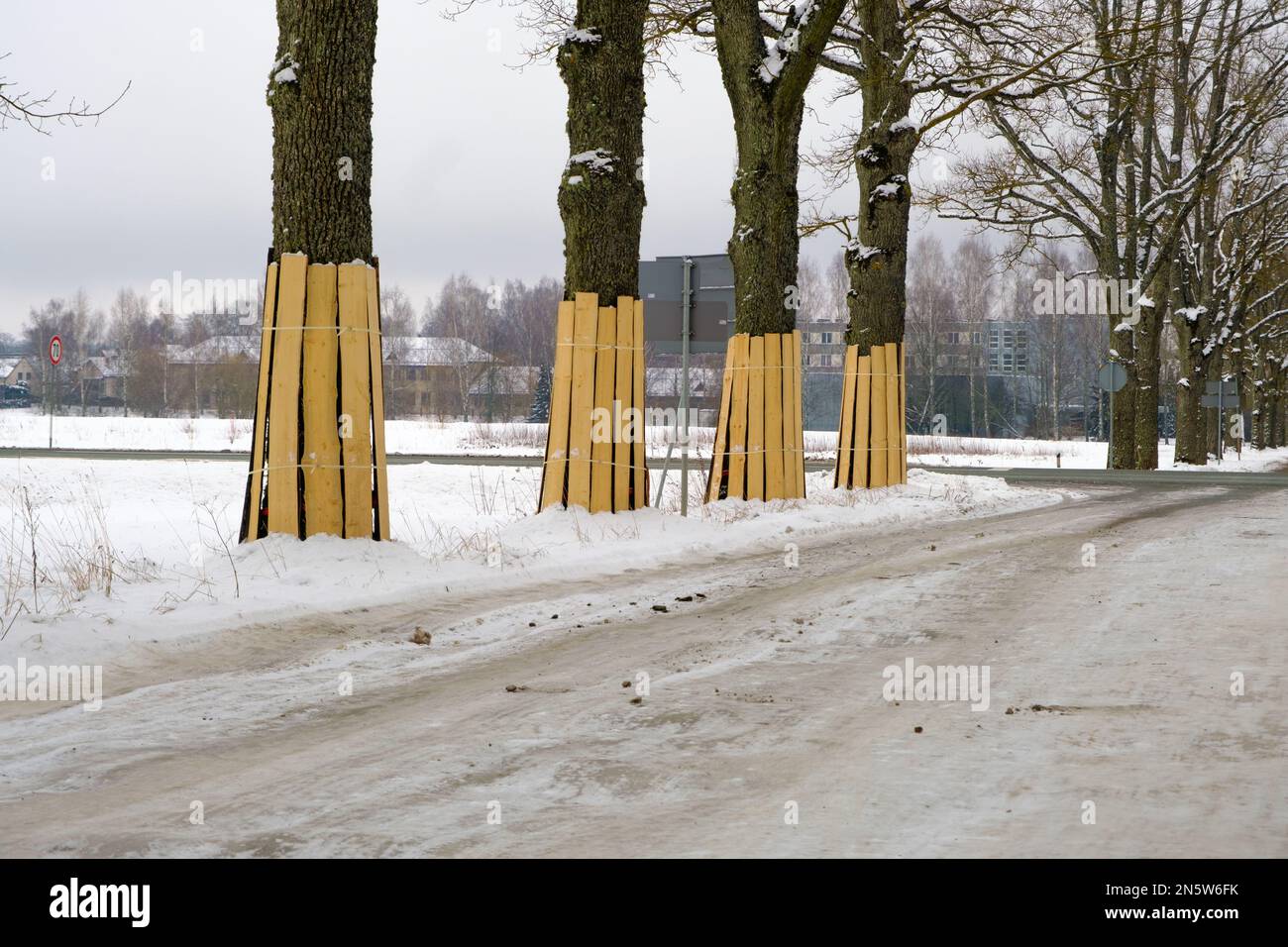 Tree trunk protection. A tree trunk covered with boards to protect from ...