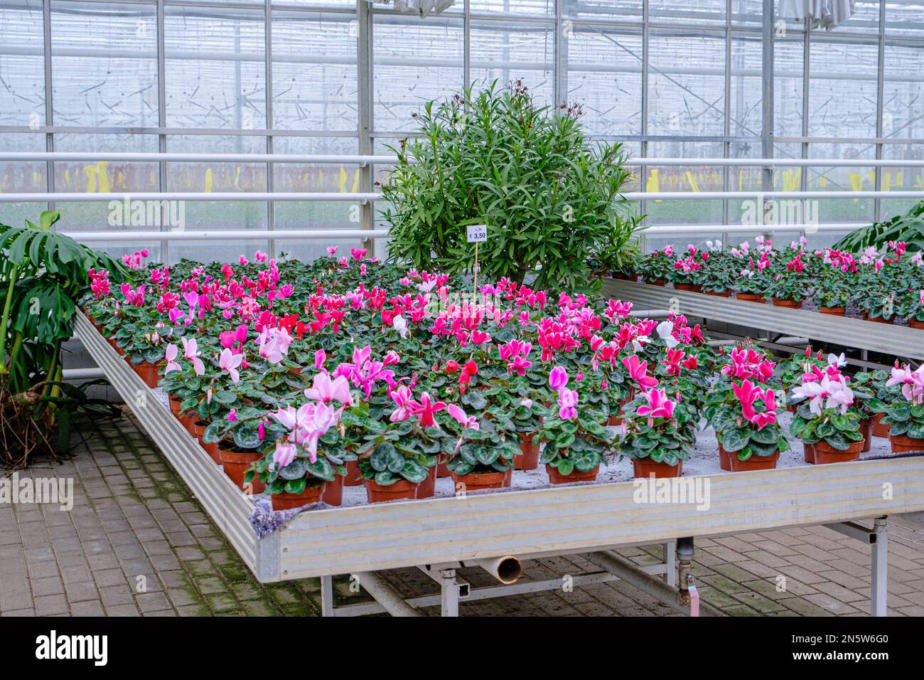 Modern garden center greenhouse with flowers and plants. vegetable ...