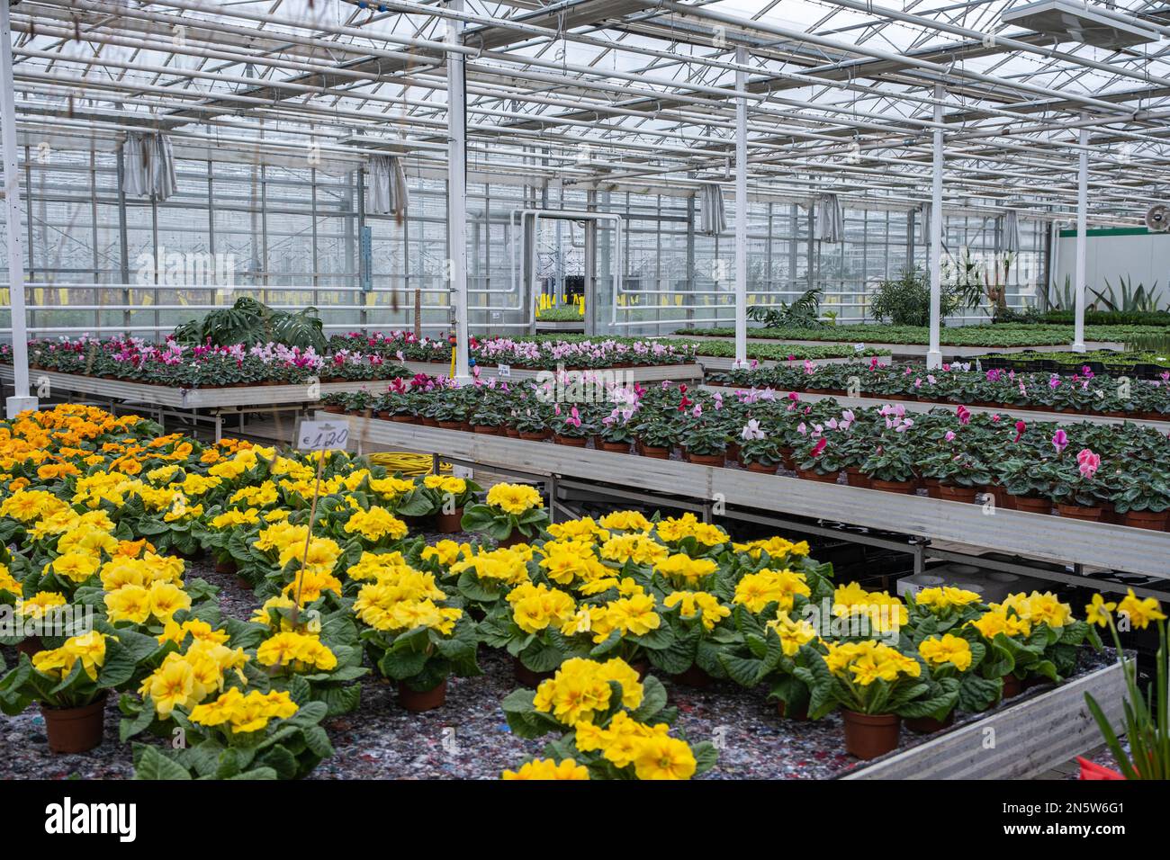 Modern garden center greenhouse with flowers and plants. vegetable ...