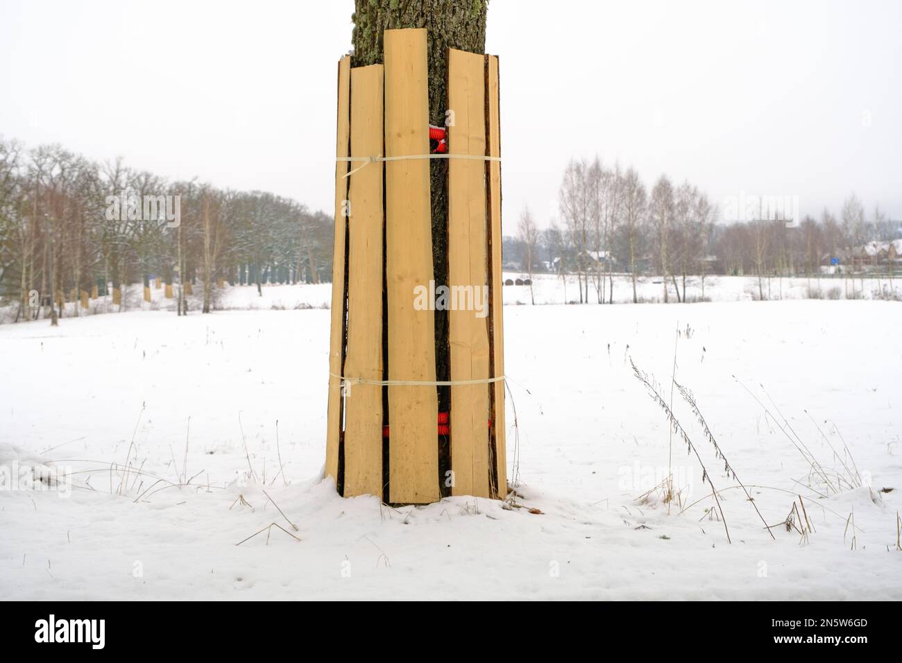 Tree trunk protection. A tree trunk covered with boards to protect from ...