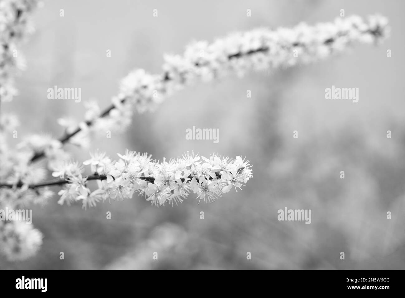 White sakura flowers in Black and White Stock Photos & Images - Alamy