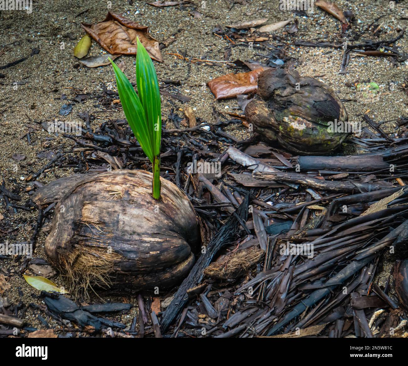 a coconut sprouts a new palm tree along the beach at Corcovado National ...