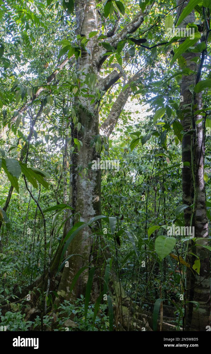 trees and plants in the rainforest in Corcovado National Park on the ...