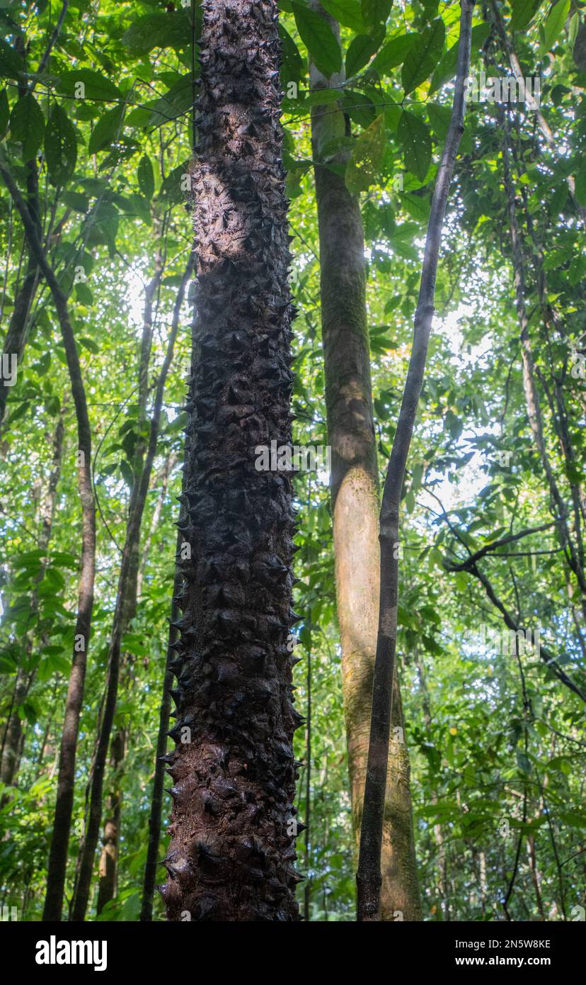 large tree with thorny spikes in the Corcovado National Park on the Osa ...