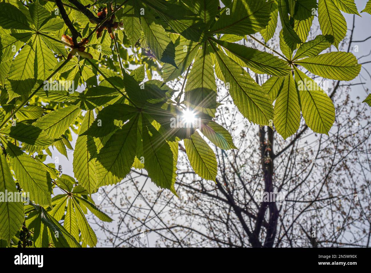 Sun ray shining through chestnut green leaves Stock Photo - Alamy