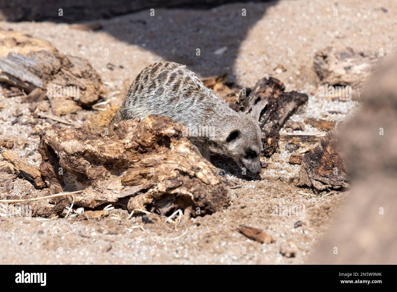 Portrait of a meerkat (suricata suricatta) scavenging for food Stock ...