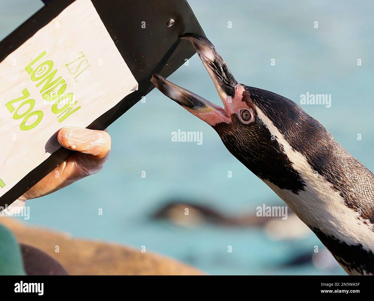 A penguin pecks a keeper's clipboard during a stock take at London Zoo ...