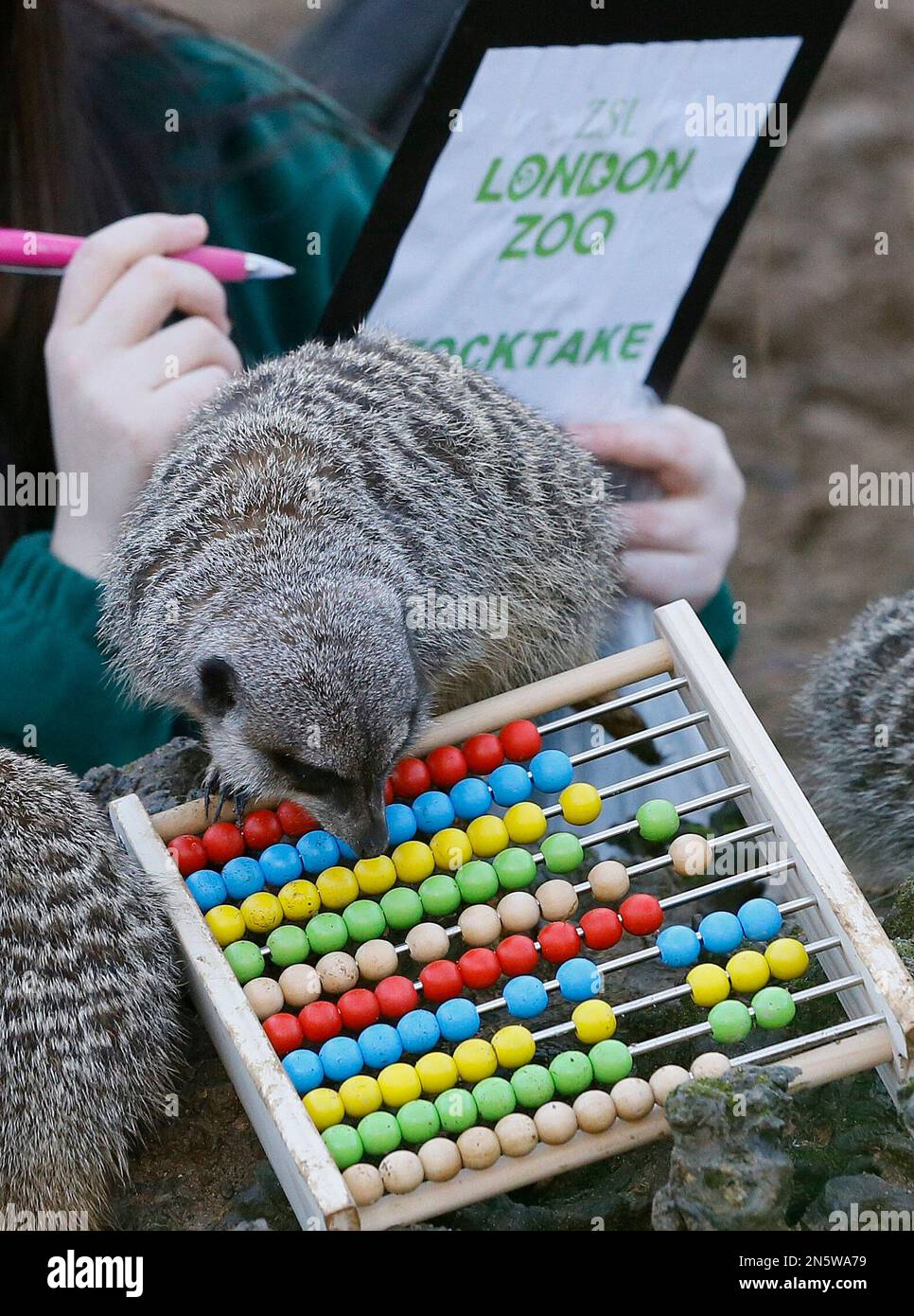 A Meercat inspects an abacus as a keeper counts them during a stocktake ...