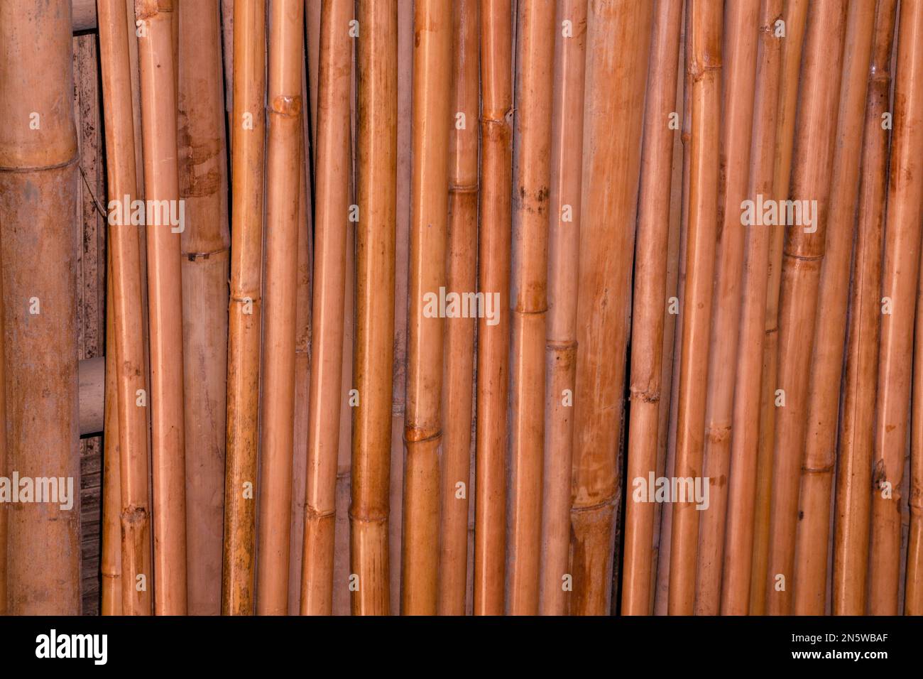 Close up wood texture detail of abstract yellow-brown bamboo stick ...