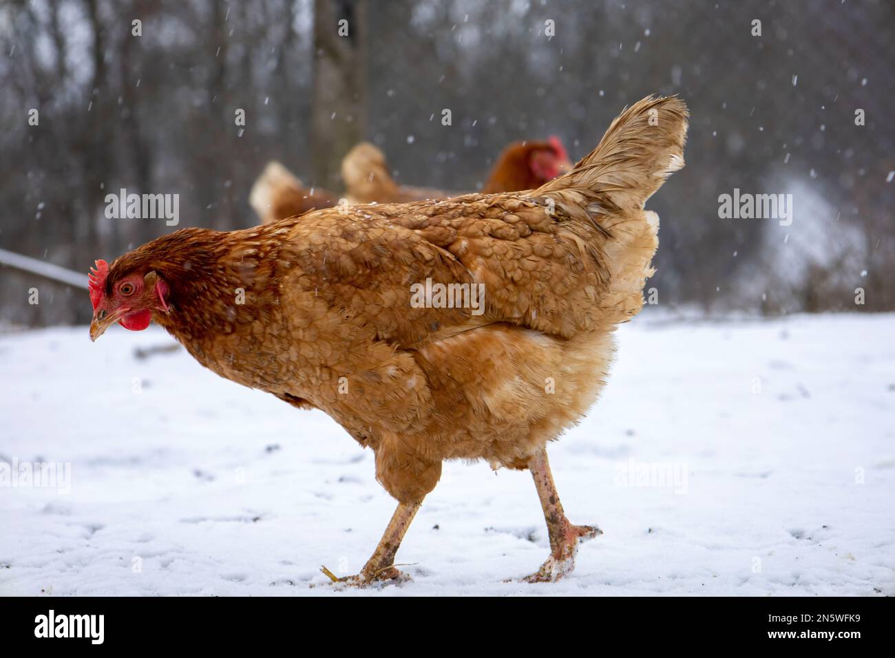 Red hens laying in the snow. Loman Brown Stock Photo - Alamy