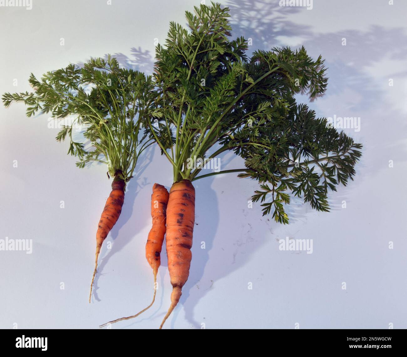The fresh carrots with long green stems put on the empty white surface ...