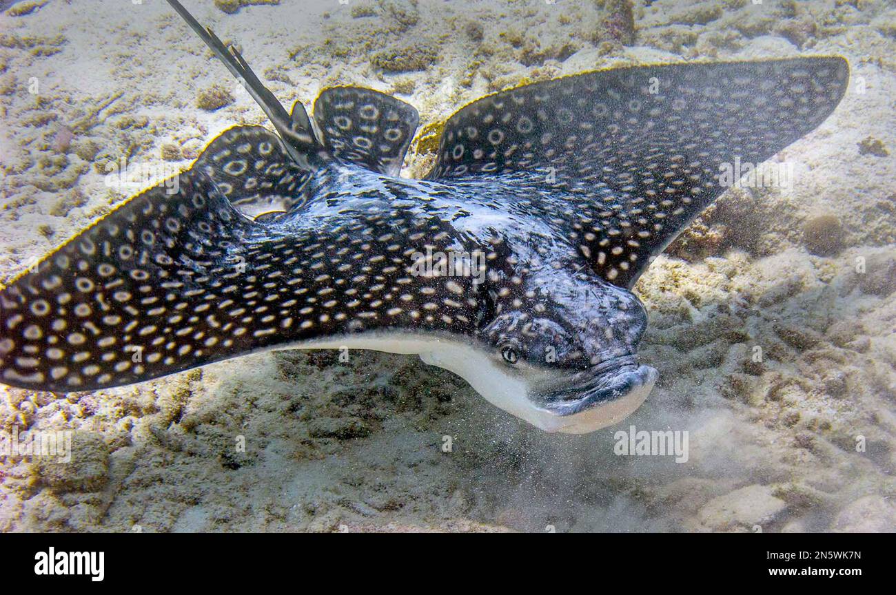 A Spotted Eagle Ray is shown in this underwater photograph taken while ...