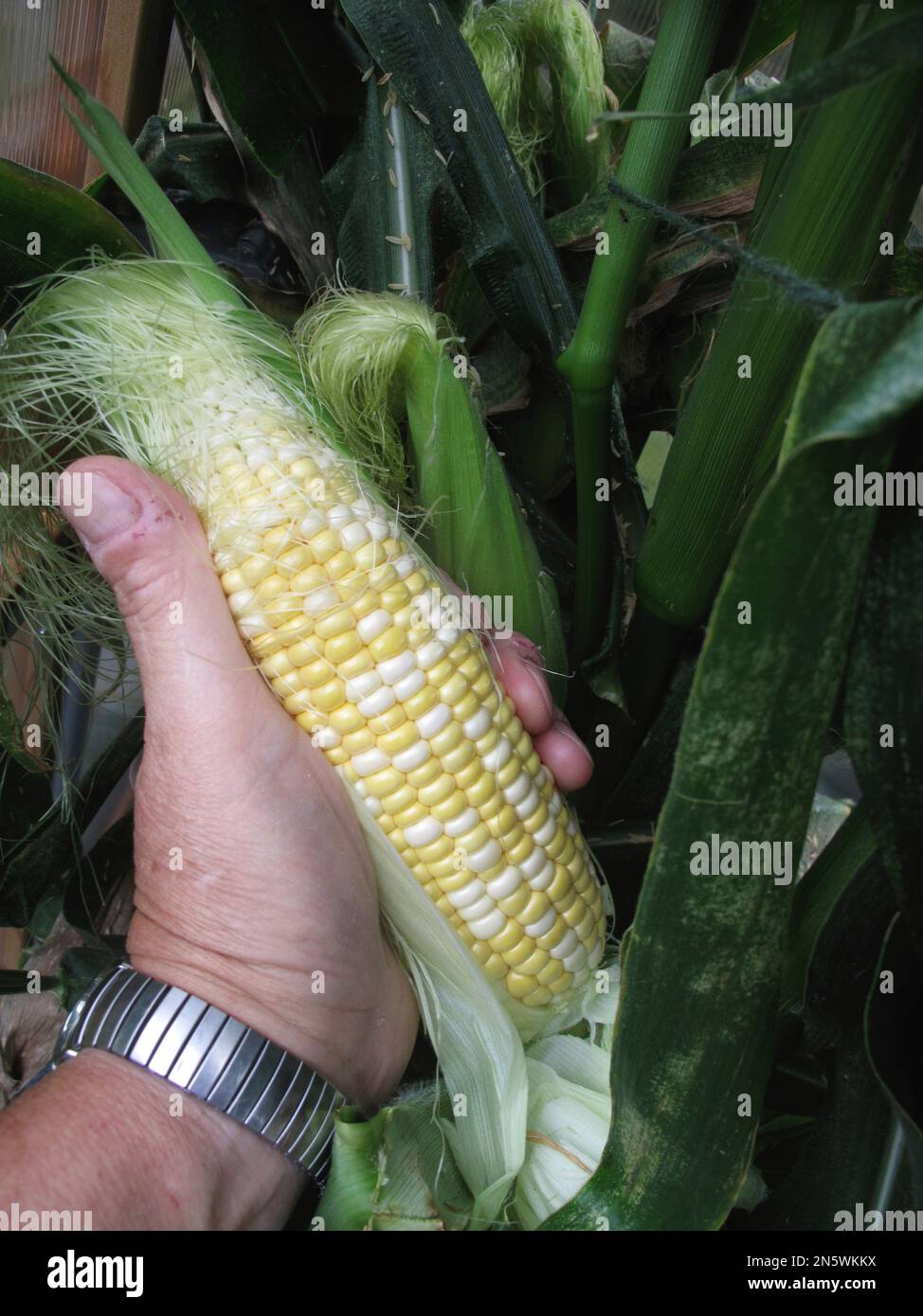 In this Aug. 27, 2013 photo, these ears of sweet-tasting, bi-color corn ...