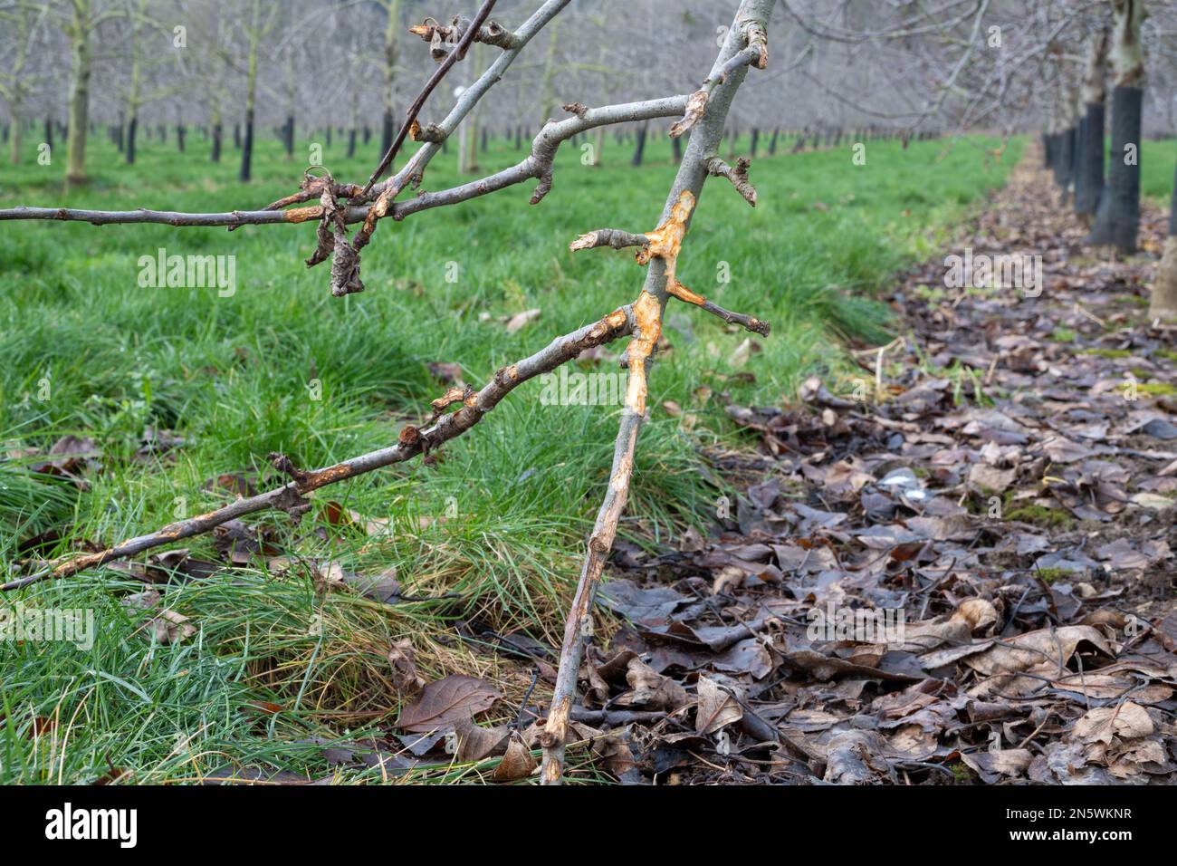 Close up of a branch on an apple tree that has been chewed by a rabbit ...