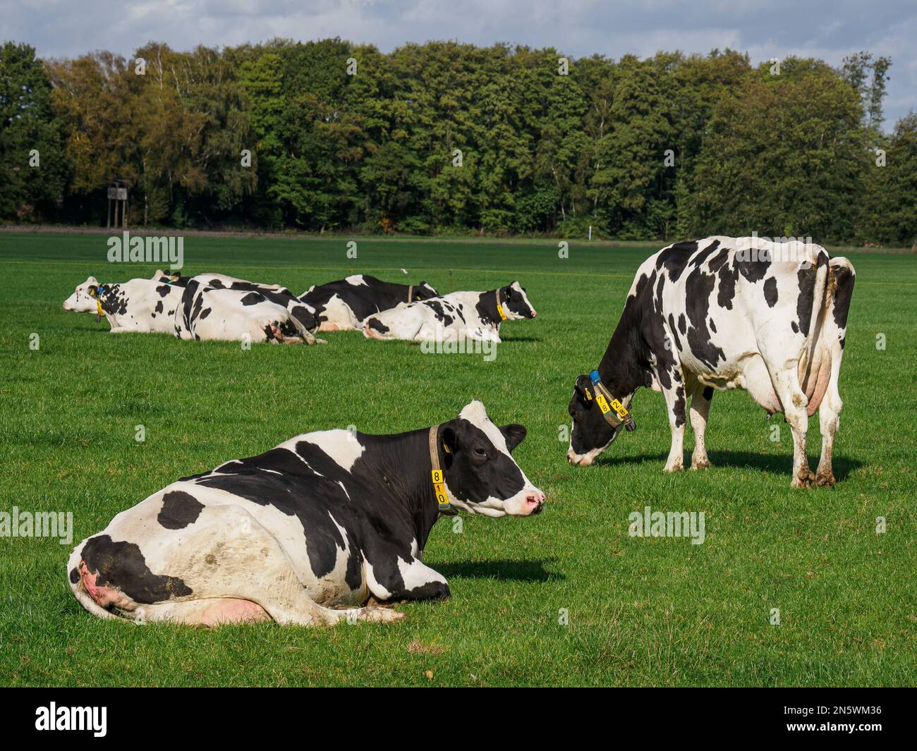 The cows in a field in Germany Stock Photo - Alamy