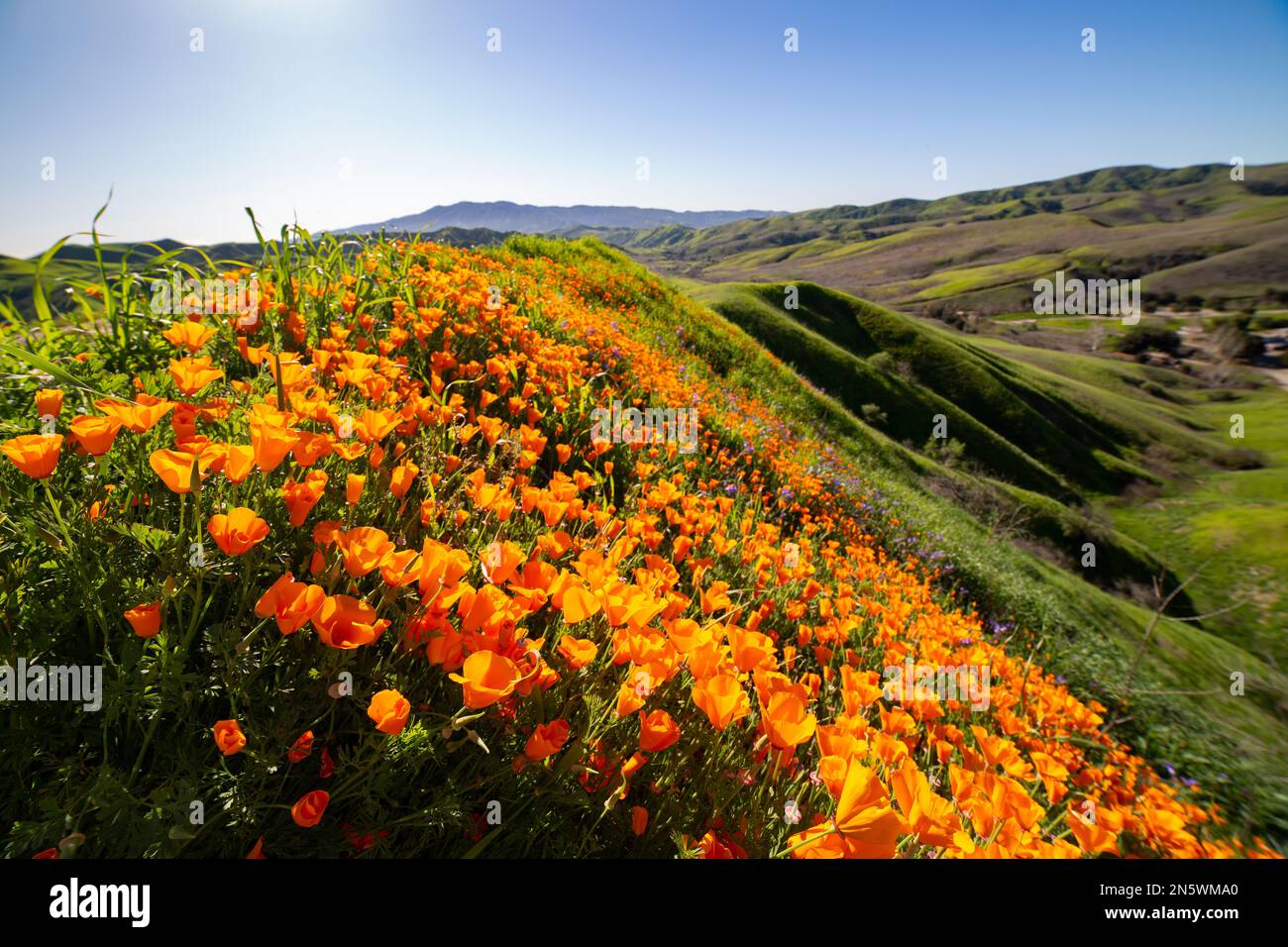 poppies in chino hills state park 2023 Stock Photo - Alamy