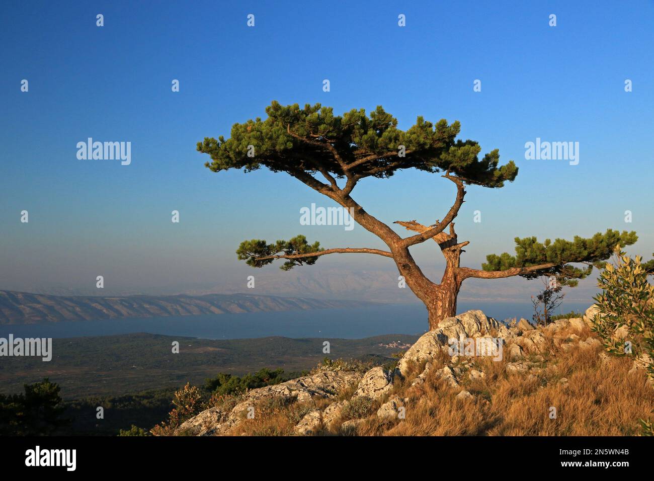 Pine tree on St. Nikola peak, highest peak of Hvar island, Croatia ...