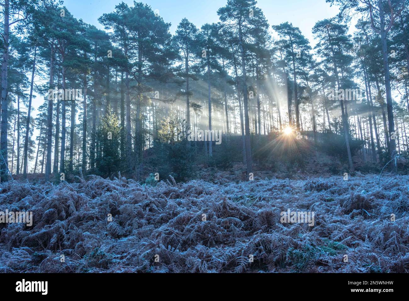New Forest in frost and fog Feb 2023 Stock Photo - Alamy