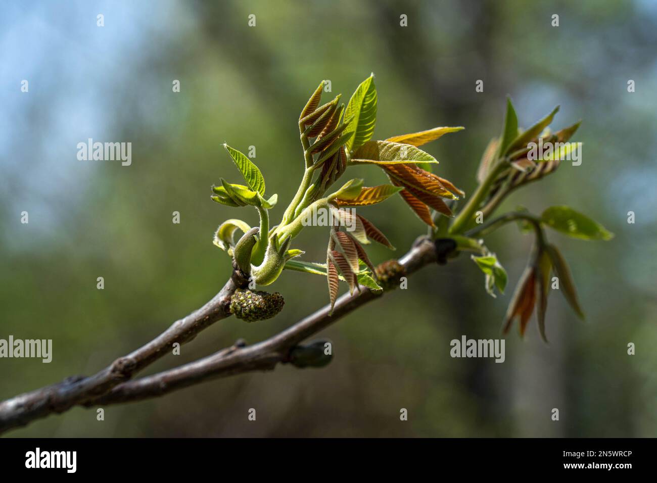 Chestnut green leaves sprouts growth. Buds opening on branches Stock ...